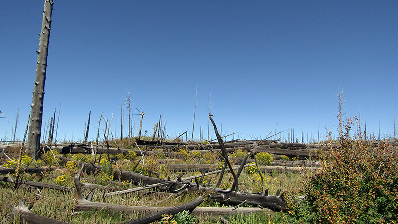 Escudilla Trail: Outstanding views at 10,886 feet | Features | dcourier.com