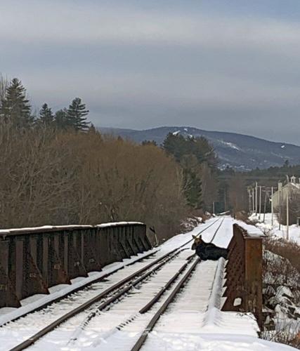 Moose stuck on railroad bridge is rescued and relocated | Odd ...