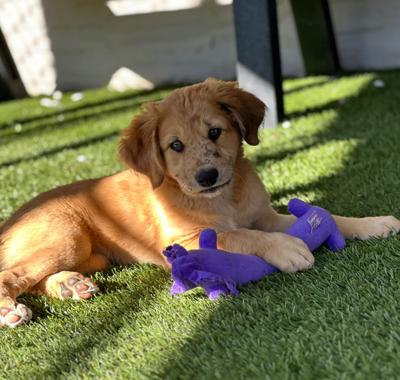 Pet of the Week: Ginger (Chino Valley Animal Shelter) | Chino Valley ...