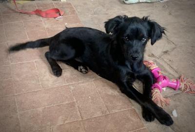 Pet of the Week: Darth (Blackhat Humane Society) | Features | dcourier.com