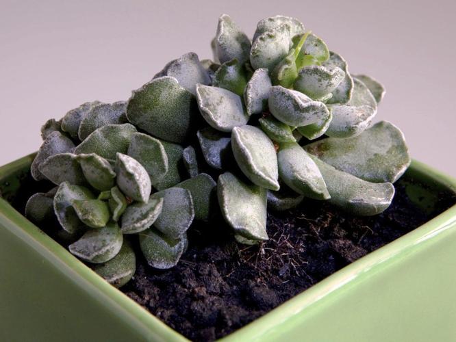 Mountain Gardener: 10 beautifully hideous succulents for your garden ...