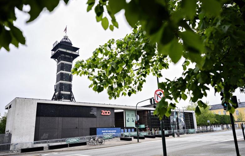 Panda escapes from enclosure at Danish zoo; returned safely | Odd ...