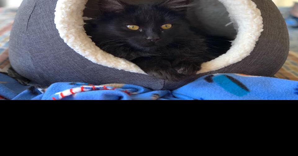 Pets in Need: Lily — Catty Shack | Features | dcourier.com