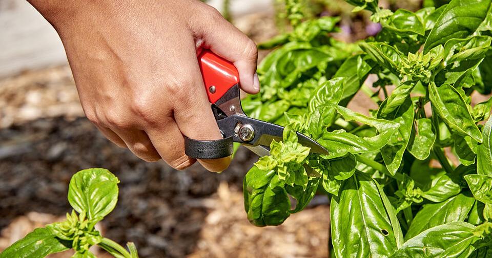 The why and how of deadheading | Features | dcourier.com