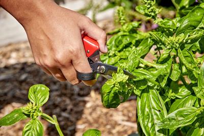 The why and how of deadheading | Features | dcourier.com