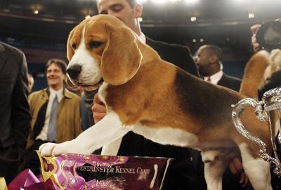 A dog’s life: Uno, beagle who wowed Westminster, dies at 13 | National ...