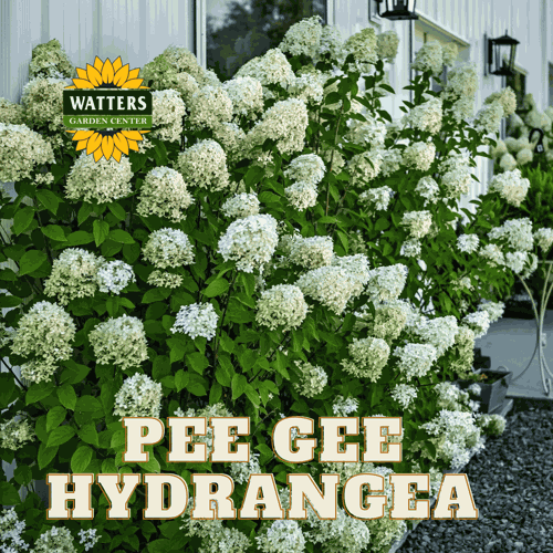 The Mountain Gardener: Hydrangea Pom-Pom Party in the Garden | Features ...