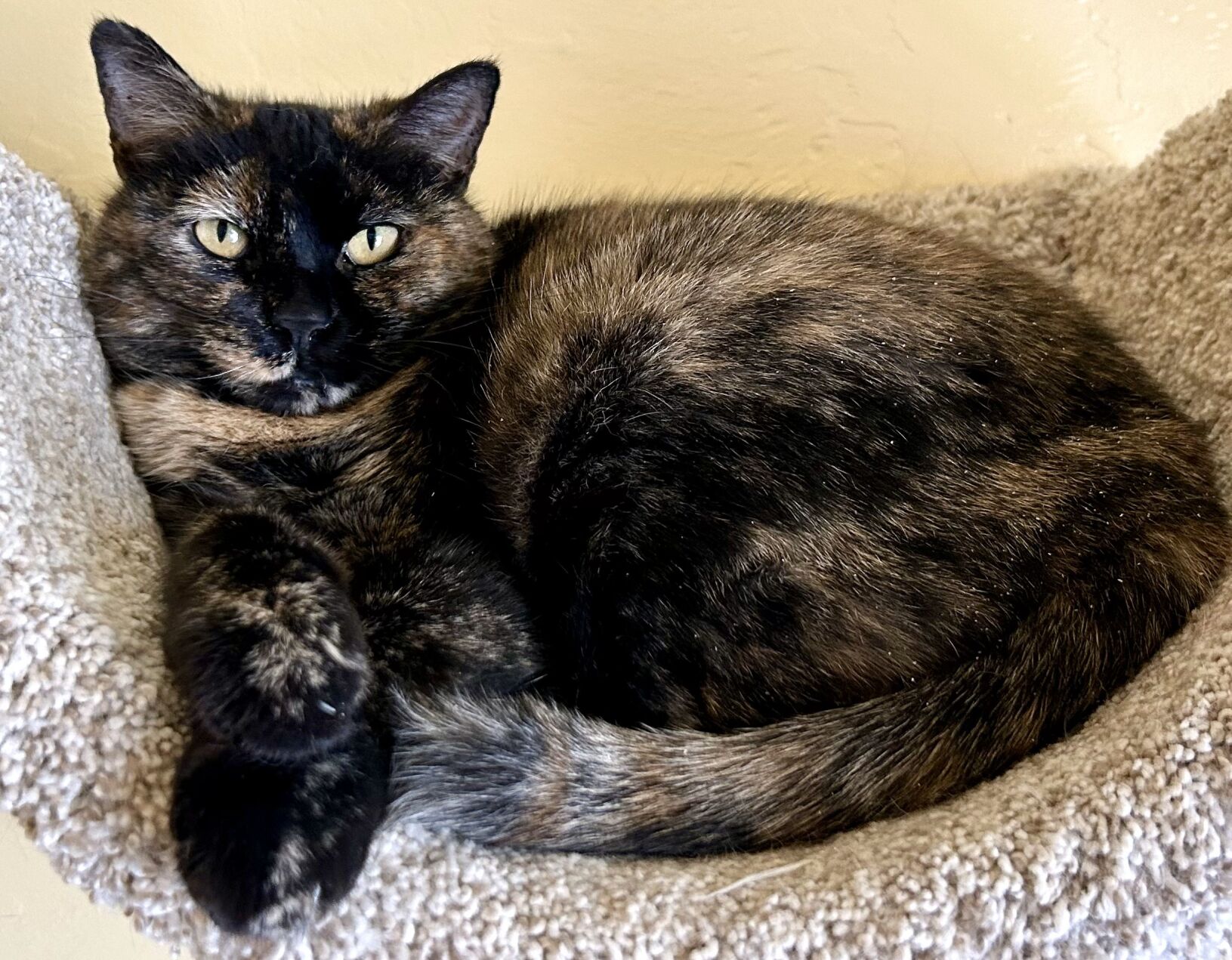 Pet of the week: Roxy (Miss Kitty’s Cat House) | Features | dcourier.com