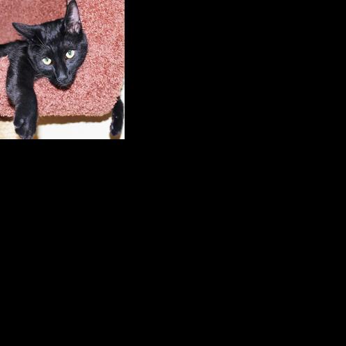 Pet Focus: Miss Kitty’s – Forrest | Features | dcourier.com