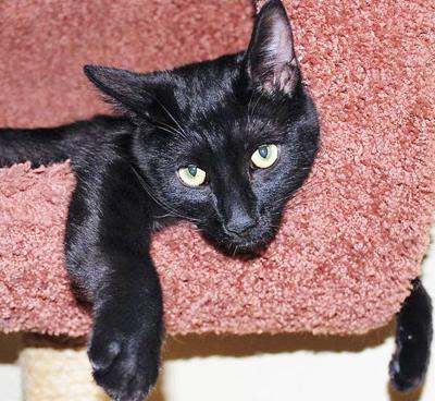 Pet Focus: Miss Kitty’s – Forrest | Features | dcourier.com