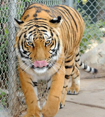 Cassie The Tiger | Photo Galleries | dcourier.com