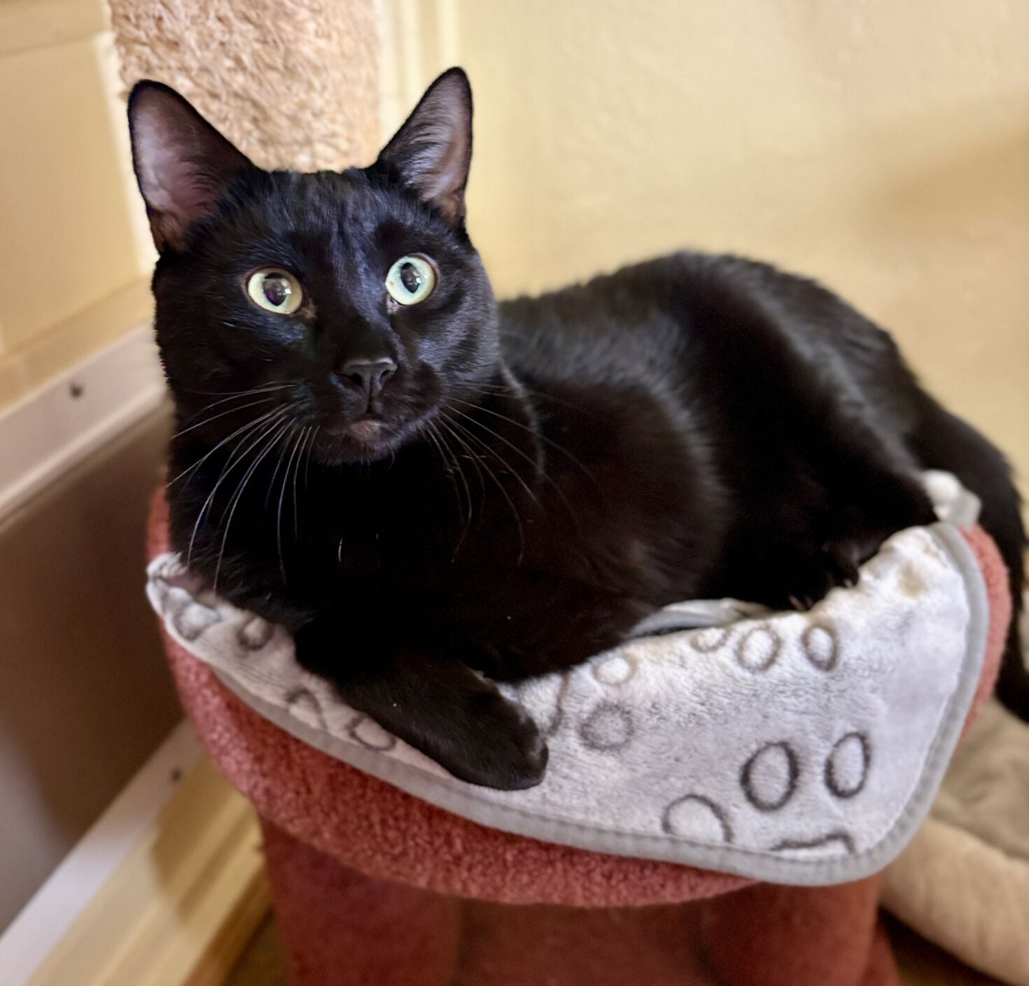 Pet Of The Week Baby Cat Miss Kitty S Cat House Chino Valley