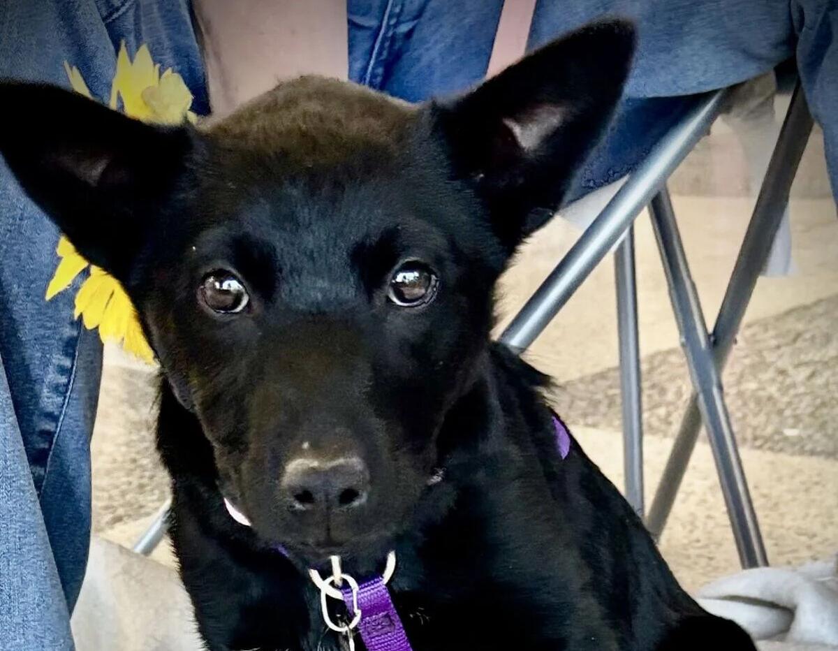 Chino Valley Review | dcourier.com