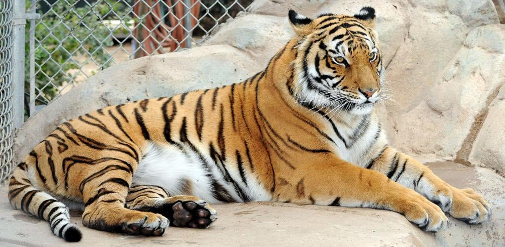 Cassie The Tiger | Photo Galleries | dcourier.com