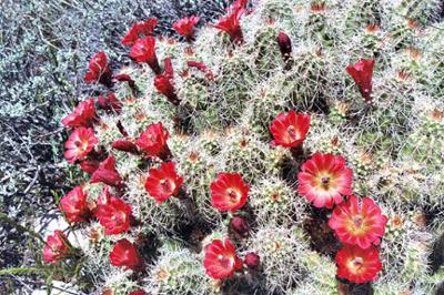 Which 'firewise' plants make the Top 10? | Features | dcourier.com