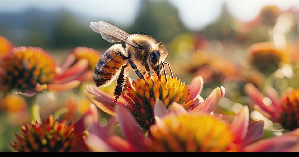 Rewilding the front lawn: Bee-friendly gardens and sustainable ...