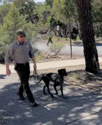 Helping wildlife stay wild: Grand Canyon deploys new Conservation K-9 ...