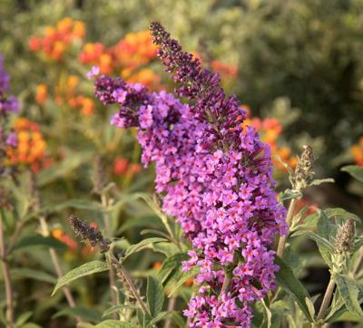 Mountain Gardener: 8 persistent plants too tough to kill for your ...