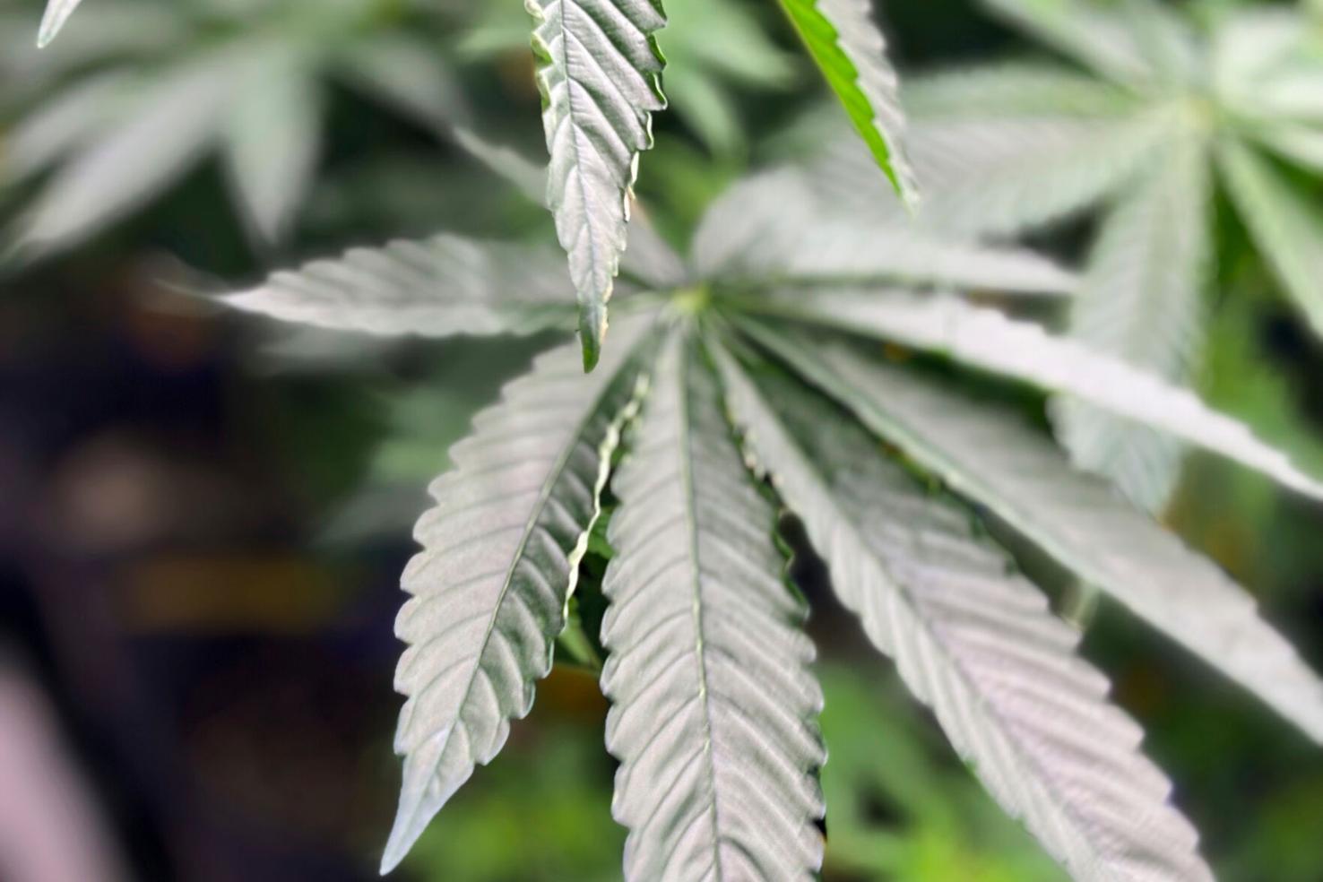 What to know about Trump's order seeking to relax federal drug policies ...