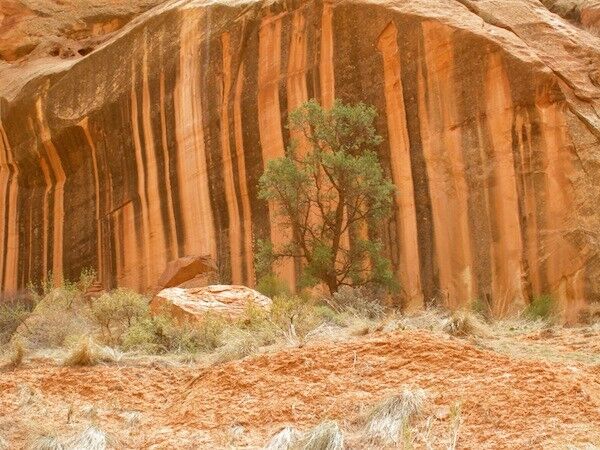 Amazing Places: Capital Reef and the Waterpocket Fold | Features ...
