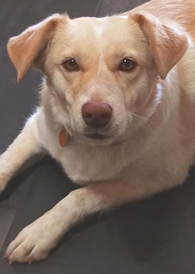 Pet of the Week: Buffy (United Animal Friends) | Features | dcourier.com