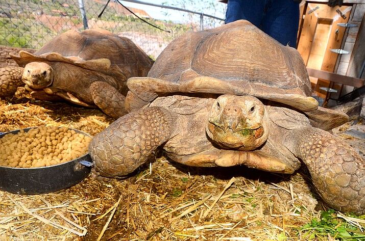 Jerome woman donates giant tortoises to Out of Africa (with video ...