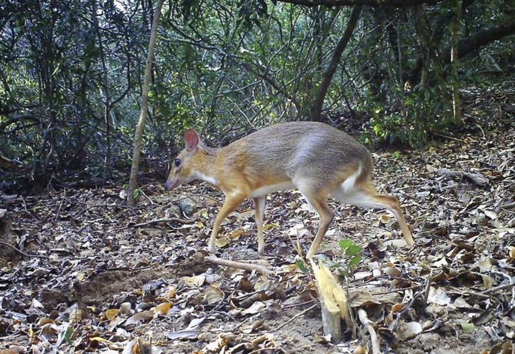 Rare deer-like species photographed for first time in wild | Odd ...