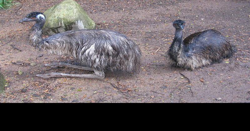 Emu that fled captivity is returned to sanctuary | Odd & Interesting ...