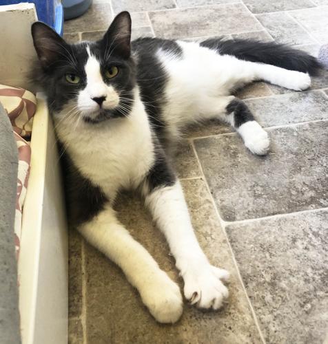 Pet of the Week: Ares (Catty Shack) | Features | dcourier.com