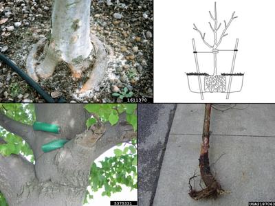 Backyard Gardener: Tree failures and how to avoid them | Features ...