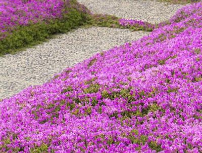 The Mountain Gardener: Pretty ground covers that love summer heat ...