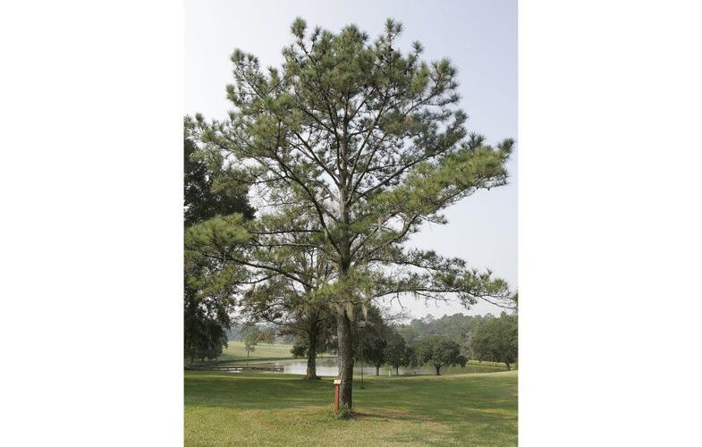 New Mexico’s ‘moon trees’ planted after Apollo 14 are lost | Odd ...