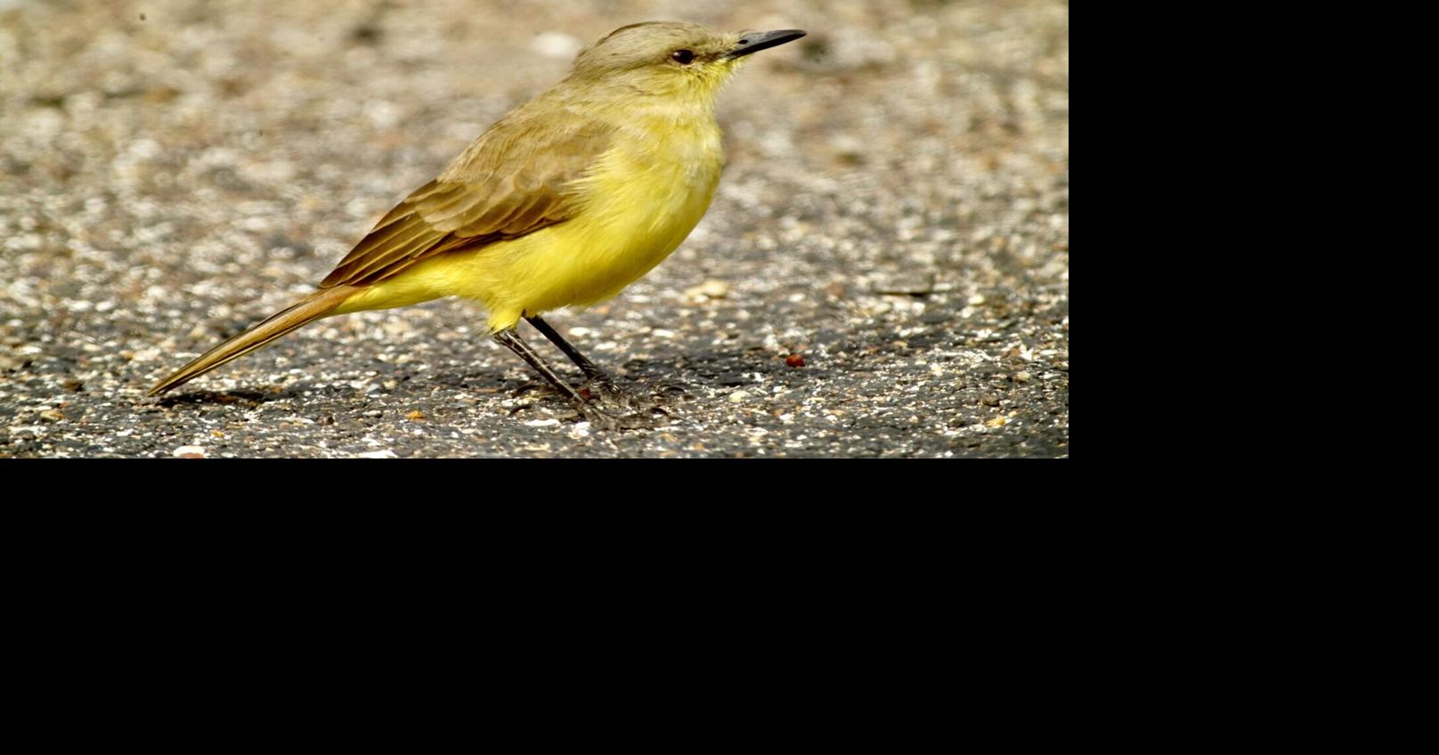 Birding: Swarovski sponsored birding trip to Texas, Part 2 | Features ...