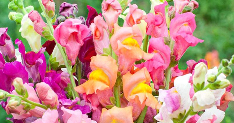 The Mountain Gardener: Blooming beauties: Early flowers for the garden ...