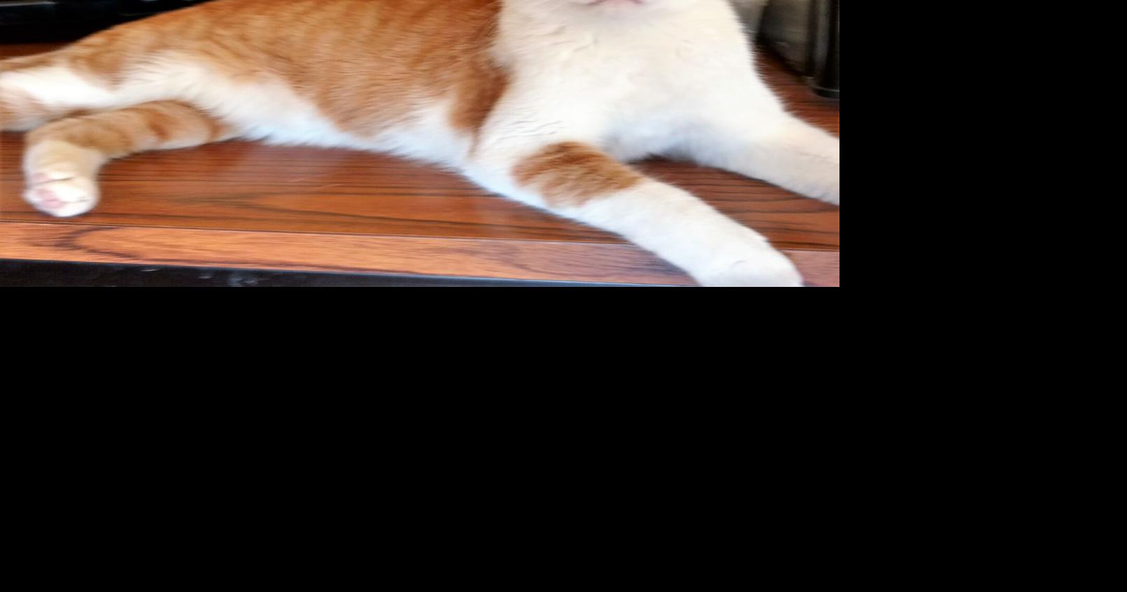 Pet Focus: Miss Kitty’s — Rusty | Features | dcourier.com