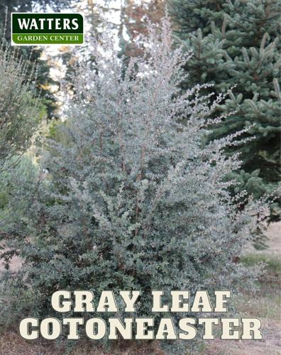 The Mountain Gardener: Southwest to life: 8 stunning plants for a ...