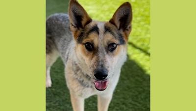 Pet of the Week: Bindi (Chino Valley Animal Shelter) | Chino Valley ...