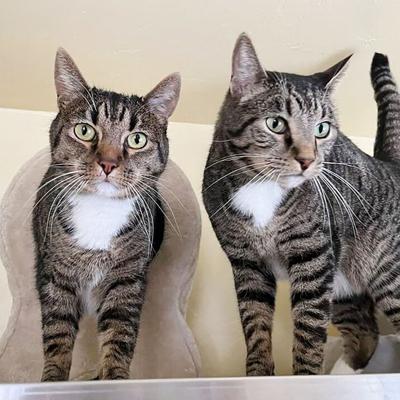 Pets of the Week: Max & Charlie (Miss Kitty's Cat House) | Chino Valley ...