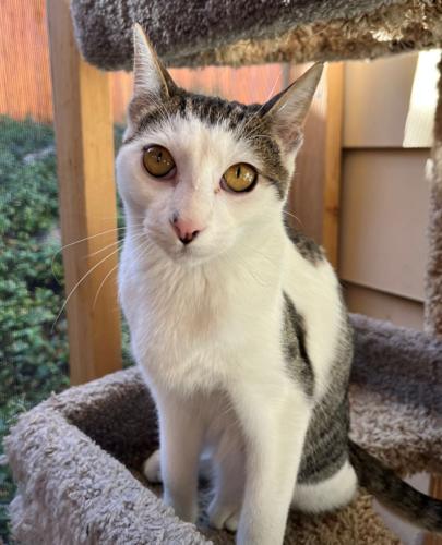 Pet of the Week: Arizona (Catty Shack) | Features | dcourier.com