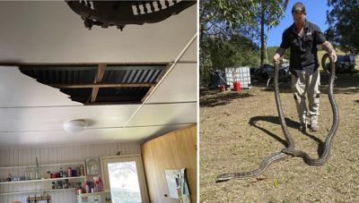2 pythons weighing 100 pounds collapse ceiling in Australia | Odd ...