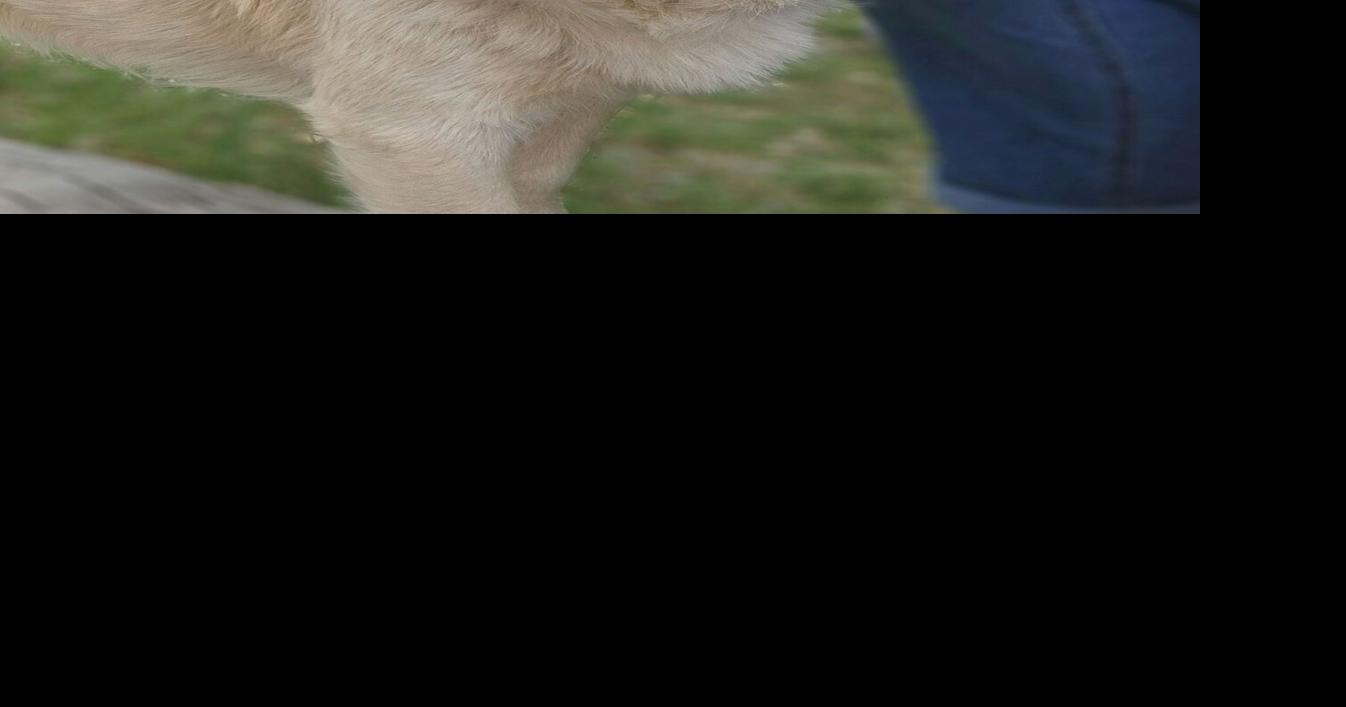 Pet of the Week: Teeko (United Animal Friends) | Features | dcourier.com