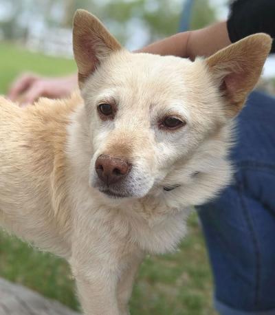 Pet of the Week: Teeko (United Animal Friends) | Features | dcourier.com