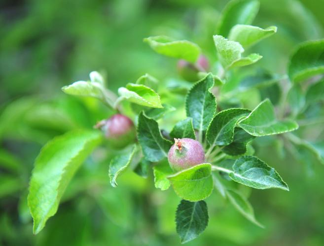 Award-winning Stoic Cider expanding | Business | dcourier.com