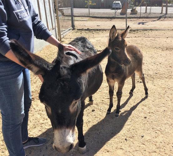 Ever seen a zonkey? 1-month old Amira nearly tall as mini-donkey mom ...