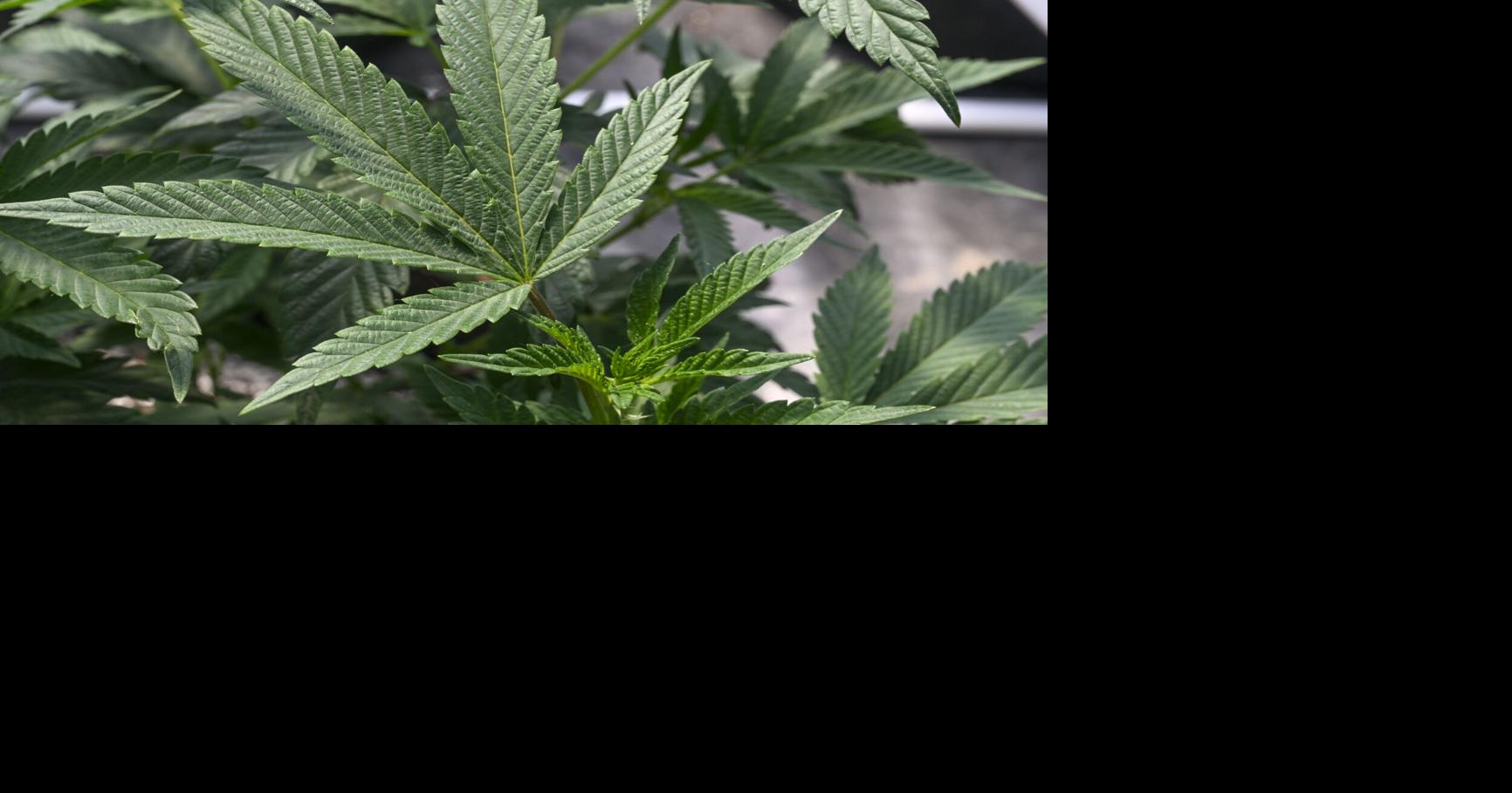 NCAA committee recommends dropping marijuana from banned drug list ...