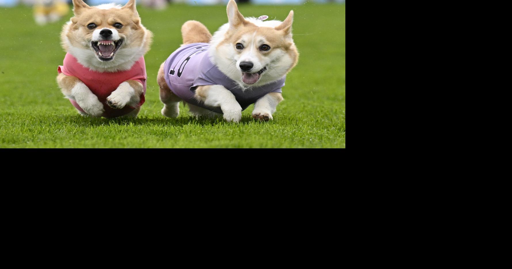 Queen Elizabeth II's favorite dogs race for glory in Britain's Corgi ...