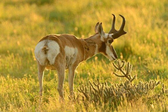 AZGFD offers info on how to prepare now for upcoming 2025 pronghorn ...