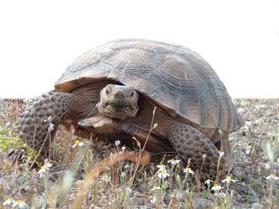 The perfect pet - Tortoises now available for adoption in Prescott area ...