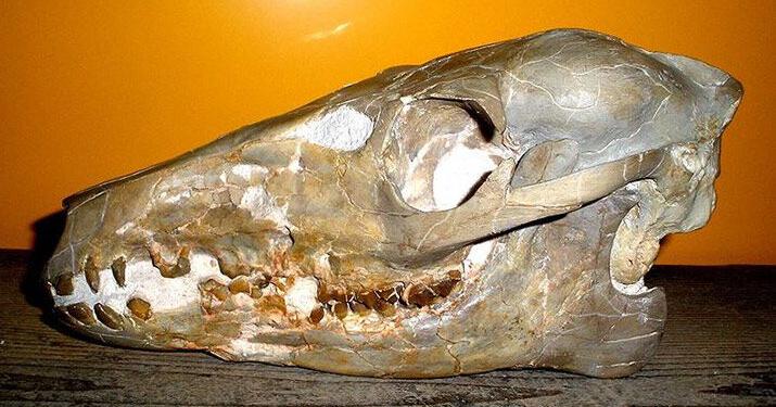 Learn about A Tale of Two Arizona Fossil Sites, History and ...