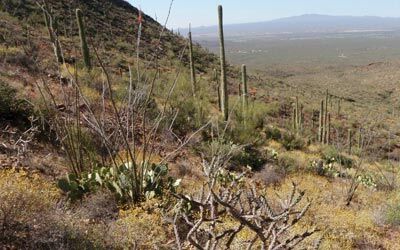 Study shows climate change effects on Sonoran Desert | Features ...